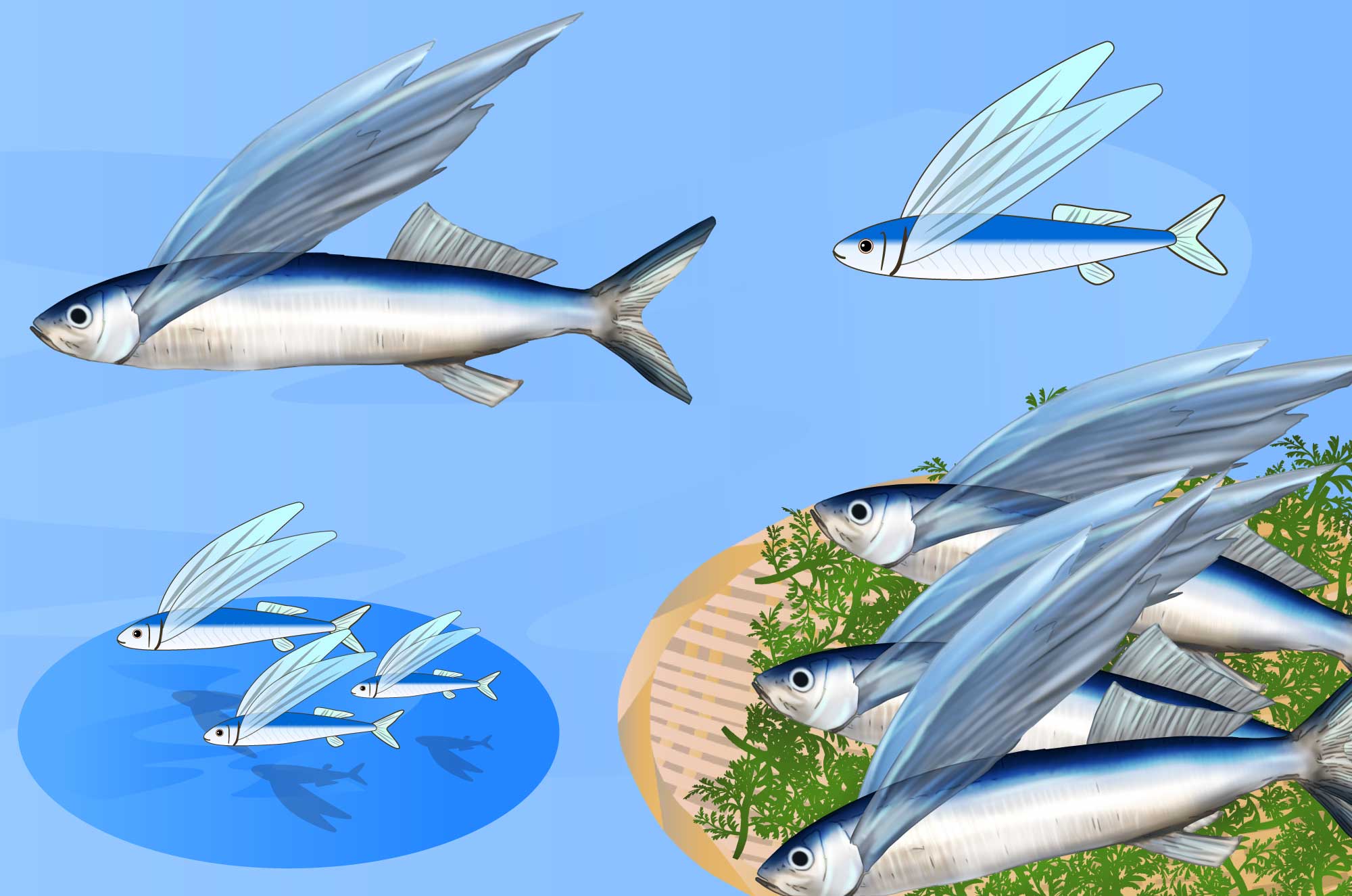 トビウオのフリーイラスト - 海面を飛ぶ海の魚の素材 - チコデザ